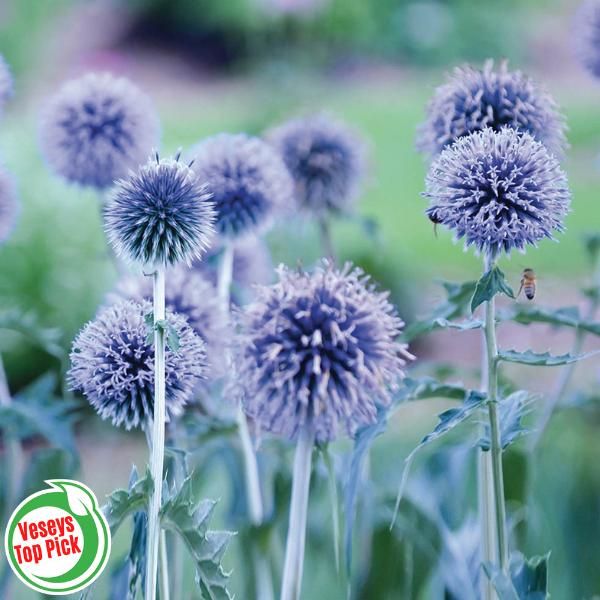 Blue thistle flower store